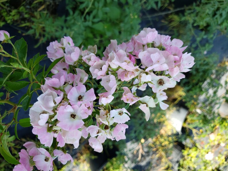 BALLERINA Musk ROSE Antique Heirloom Live Plant Shade Tolerant - Etsy
