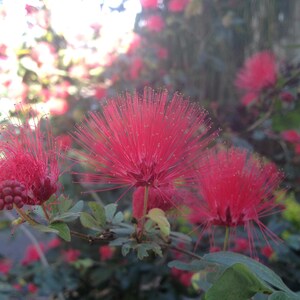 Powder Puff RED DWARF Flowering Shrub Plant Unique Unusual Red | Etsy