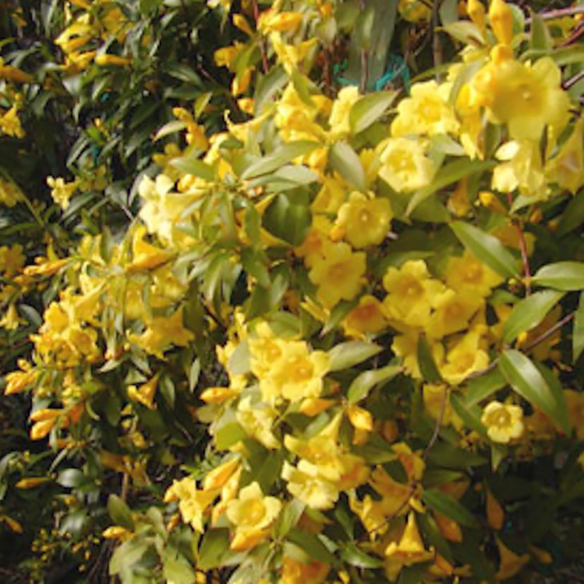 CAROLINA JASMINE Fragrant Swamp Jessamine Yellow Spring - Etsy