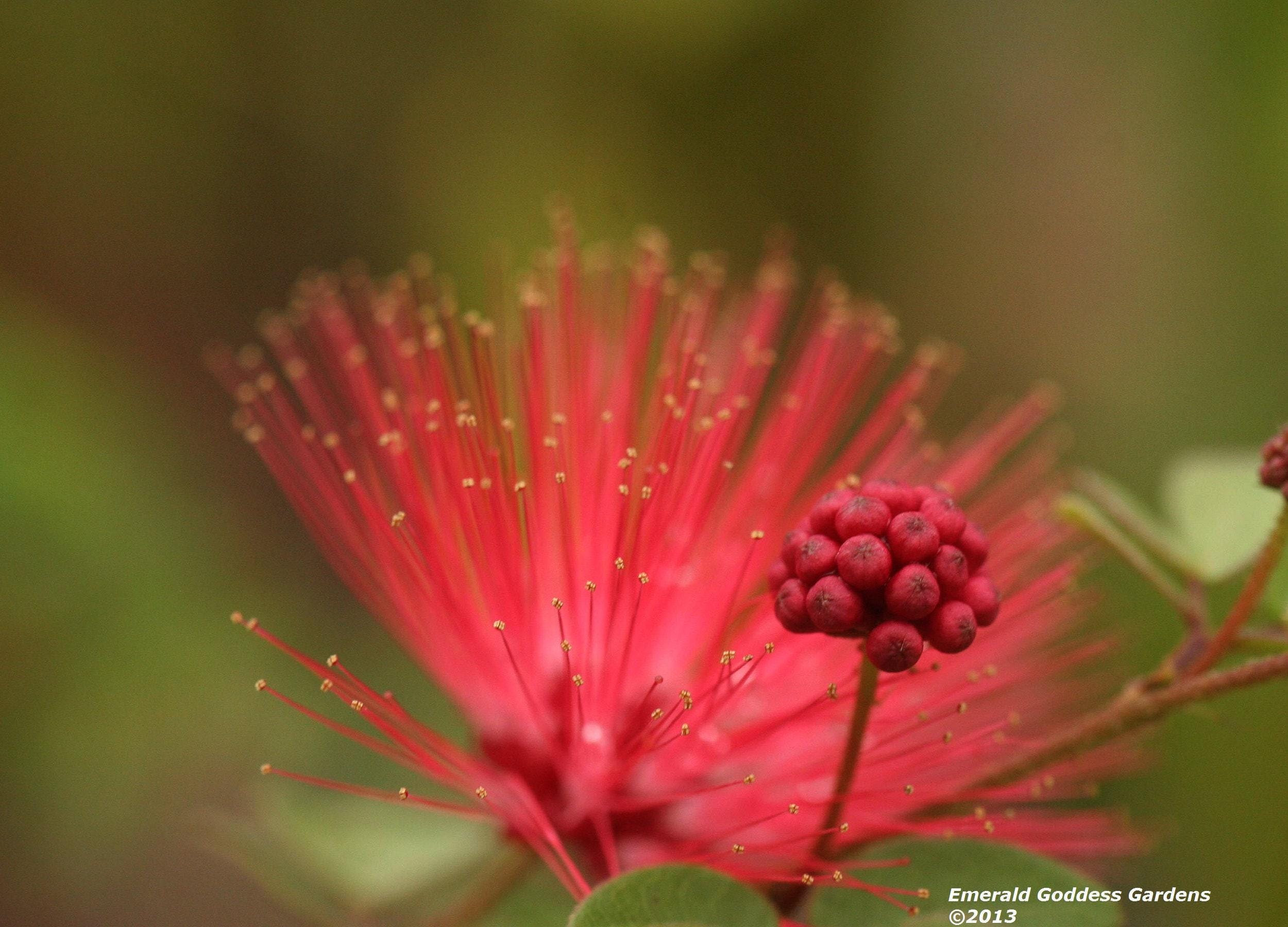 Powder Puff RED DWARF Flowering Shrub Plant Attracts Hummingbirds ...