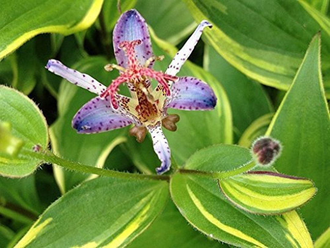 TOAD LILY Variegated Live Tropical Plant Shade Garden Tricyrtis Samurai ...