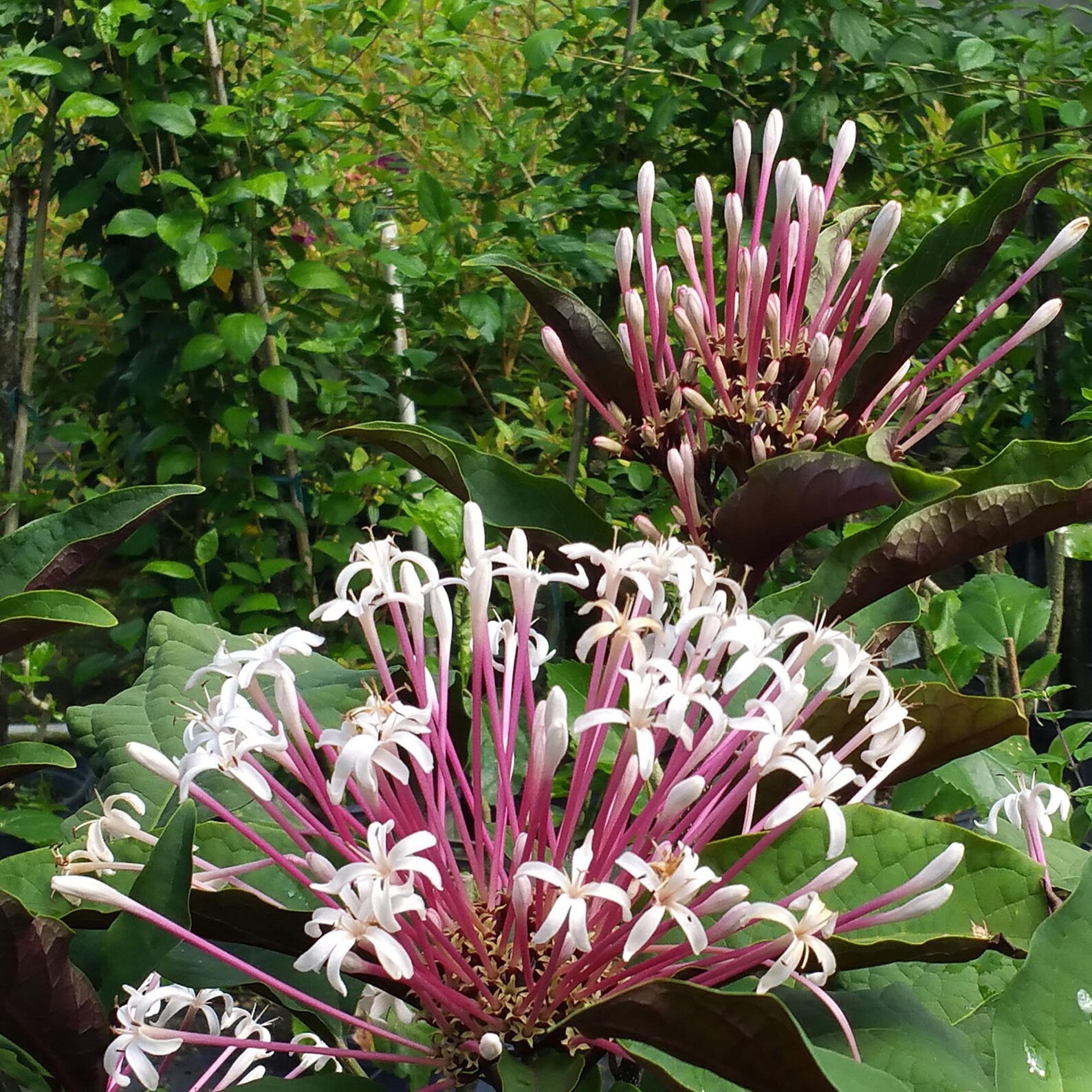 Clerodendrum Quadriloculare STARBURST Shooting Star Tropical - Etsy