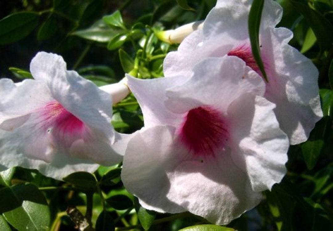 PANDORA Vine PINK Live Plant Pandorea Jasminoides Romantic - Etsy