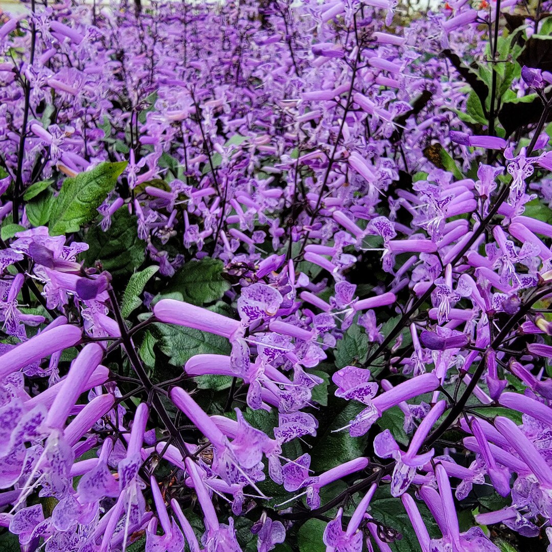 MONA LAVENDER Perennial Live Plant Plectranthus Long Lasting Purple ...
