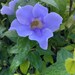Cornutia Grandiflora Tropical Jamaican Lilac Live Plant Bush Showy ...