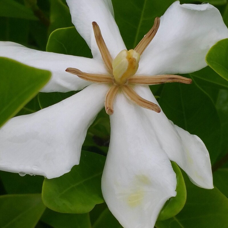 Tiare Flowers - Etsy