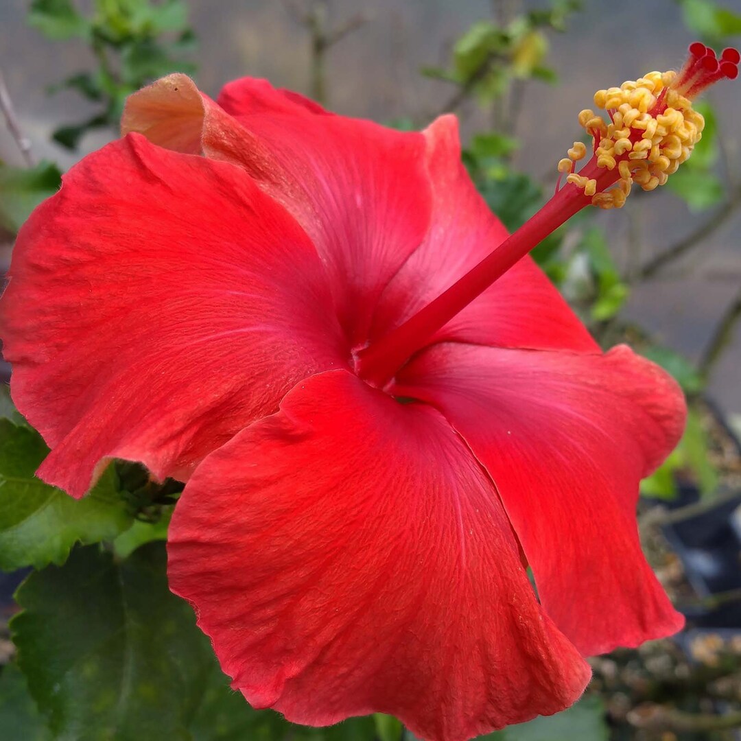 ARIZONA Tropical Exotic Hibiscus Live Plant Large Single Scarlet True ...