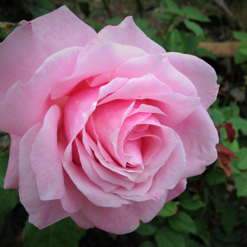 Rose Plants for Sale - Etsy