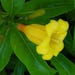 Bahama Firebush Yellow Orange Flower Attract Hummingbirds Butterflies ...