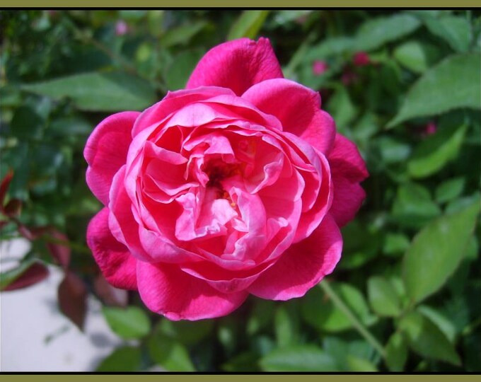 LOUIS PHILLIPE Rose Bush Plant Old Heirloom Own Root Antique Garden ...