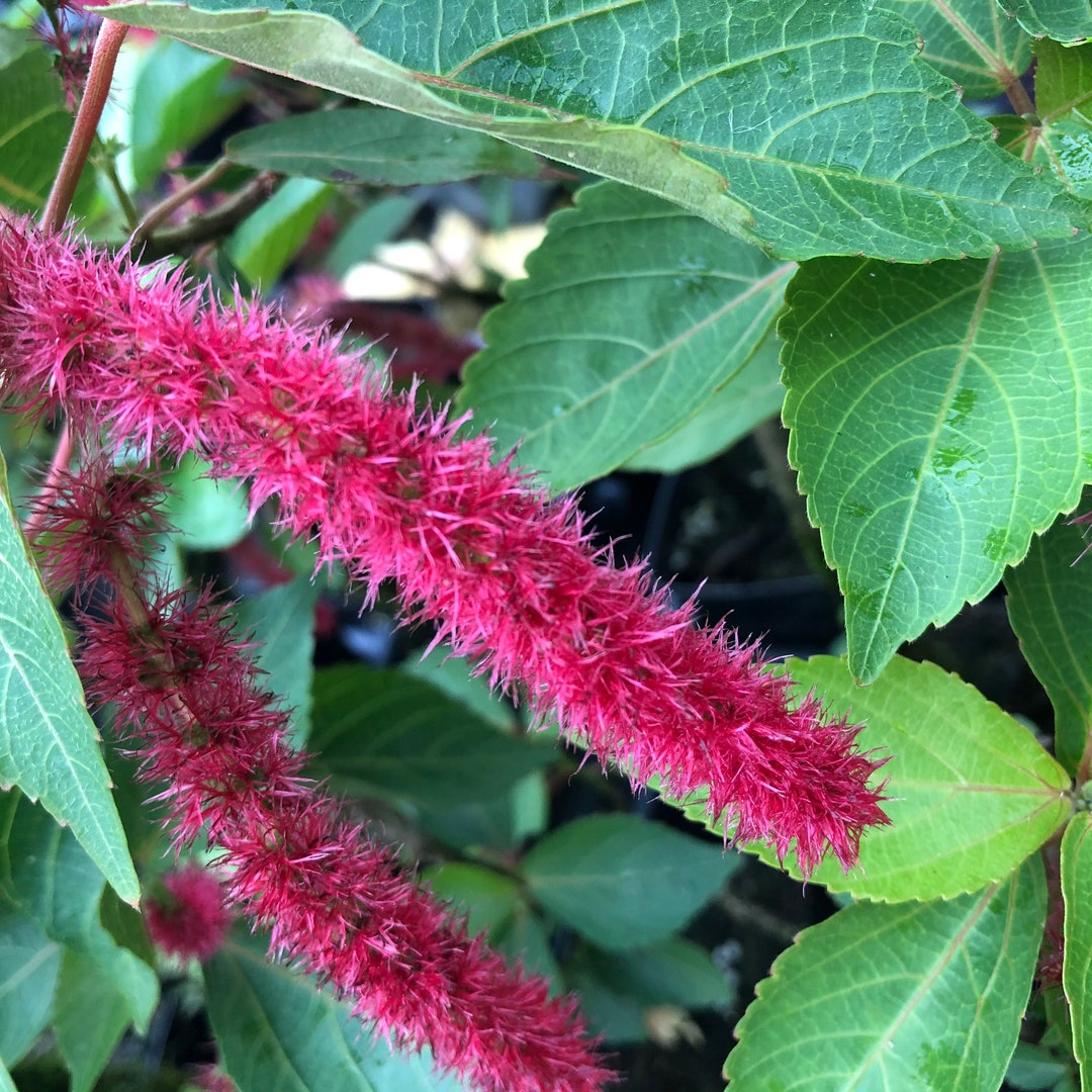 GIANT CHENILLE Acalypha Hipsida Tropical Live Shrub Plant - Etsy