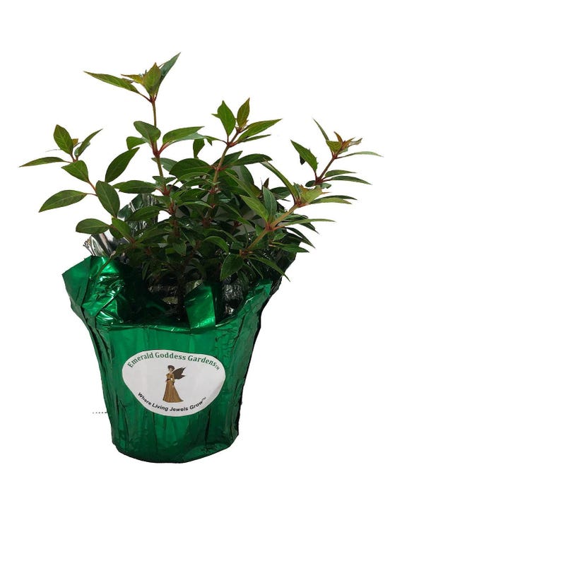 FIREBUSH Firefly Dwarf Scarlet Red Shrub Live Plant Orange Yellow ...