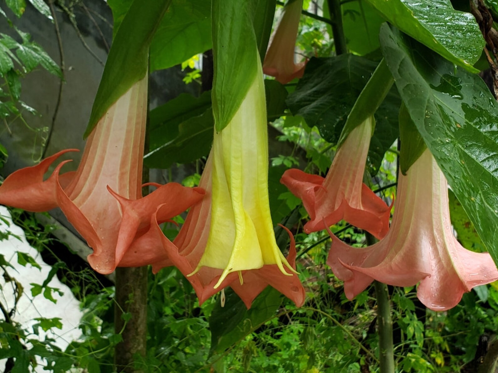 Brugmansia CHERUB Dwarf Angels Trumpet Live Tropical Plant - Etsy