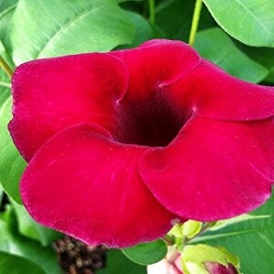 BRAZILIAN WINE Mini Red Allamanda Vine Live Tropical Plant | Etsy