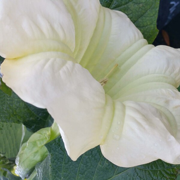 White Trumpet Flower - Etsy