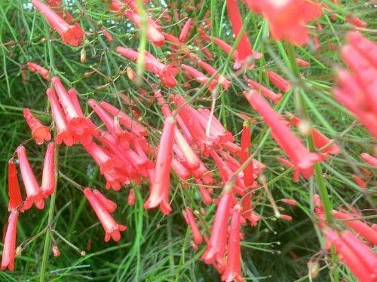 FIRECRACKER FERN Live Tropical Plant Cascading Habit Red Tube Flowers ...