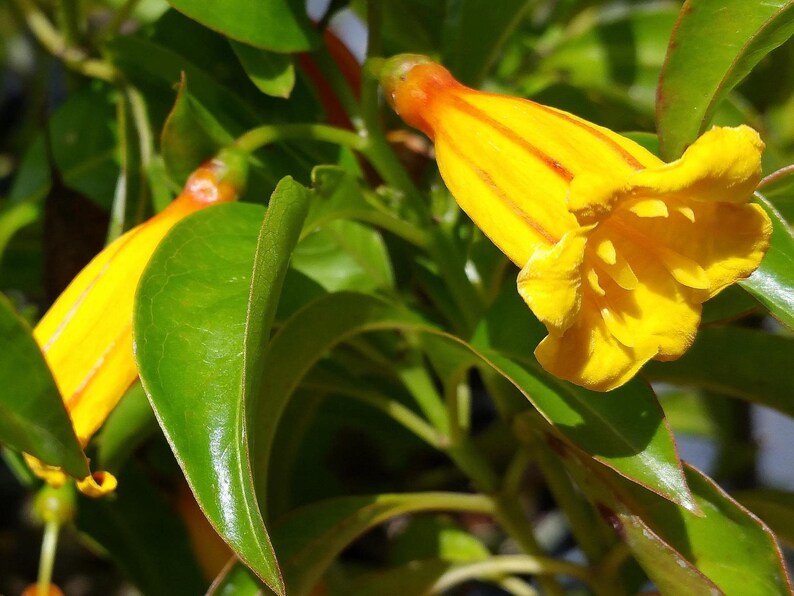 Bahama Firebush Yellow Orange Flower Attract Hummingbirds Butterflies ...