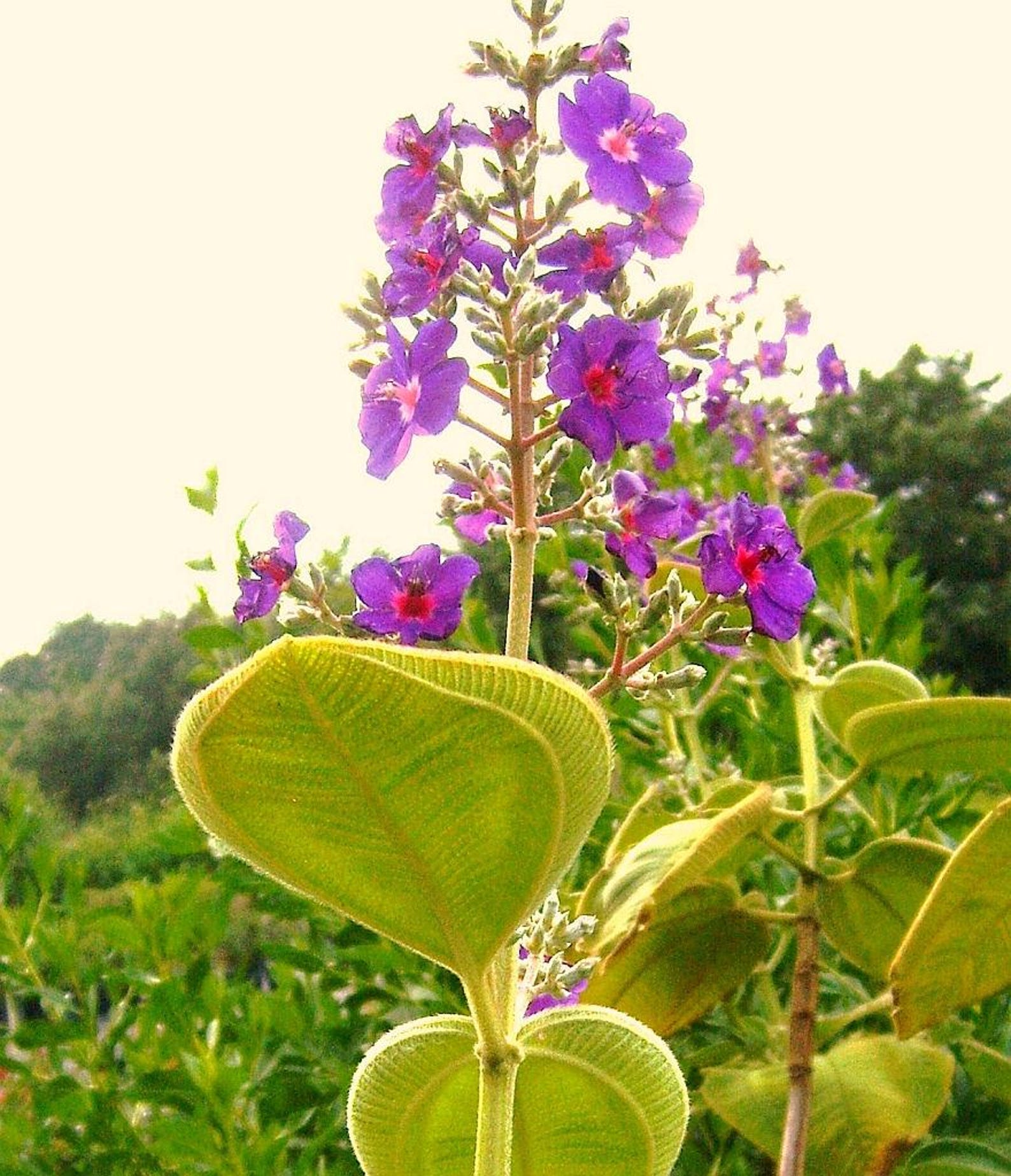 TIBOUCHINA SILVER LEAF Princess Flower Rare Unique Tropical Plant ...