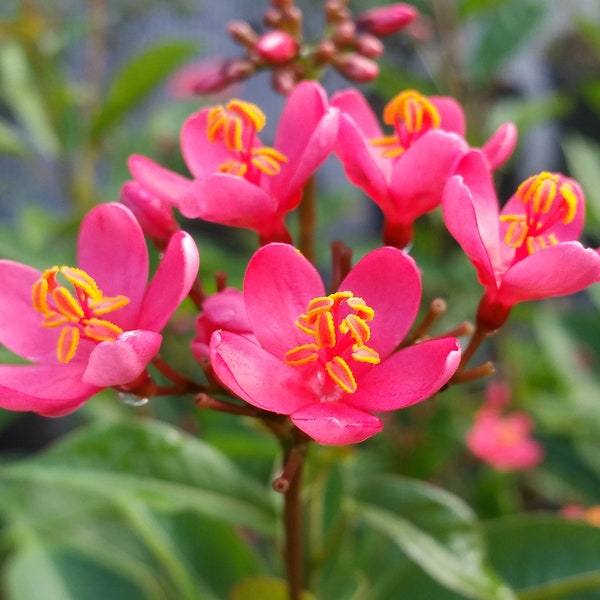 Jatropha Pink Dwarf Integerrima Peregrina - Etsy