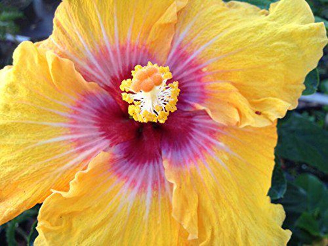 EYE of KALI Tropical Exotic Fancy Hibiscus Live Plant Extra Large ...