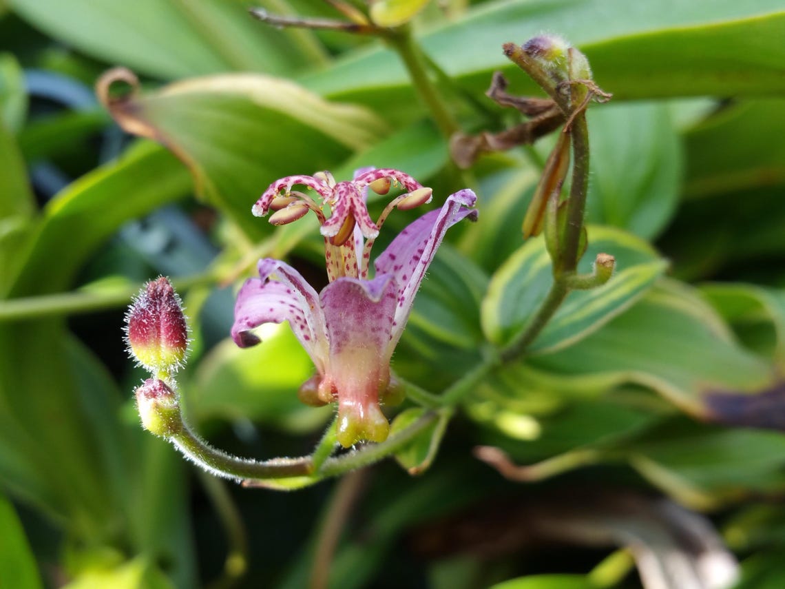 TOAD LILY Variegated Live Tropical Plant Shade Garden Tricyrtis Samurai ...