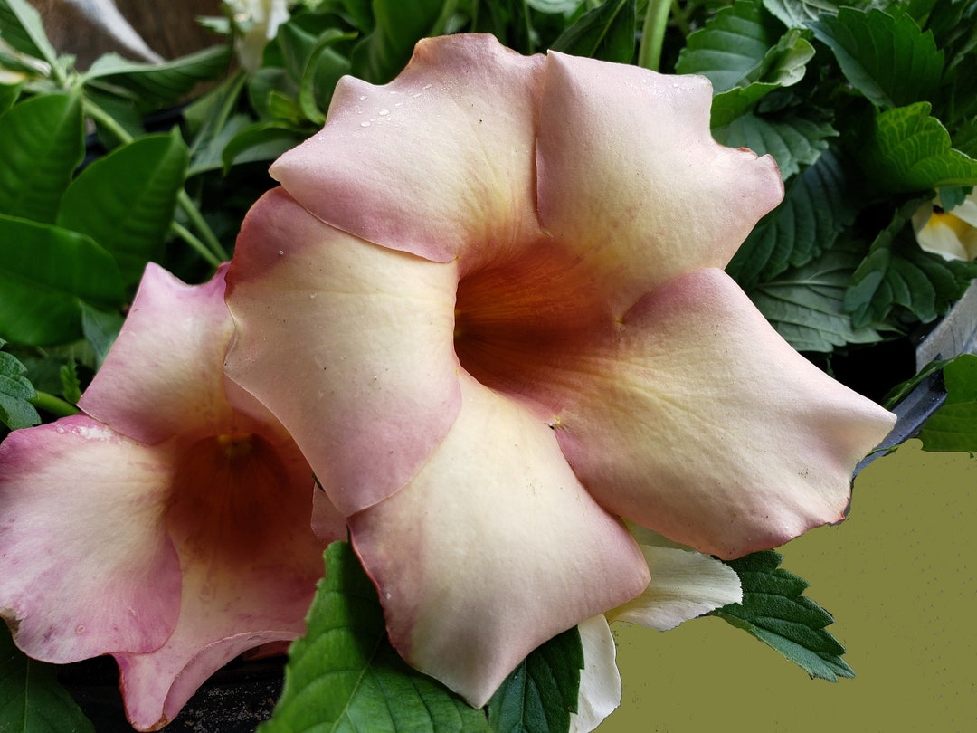 CHOCOLATE SWIRL Allamanda Vine Plant Rare Mauve Cream Pink Blush ...