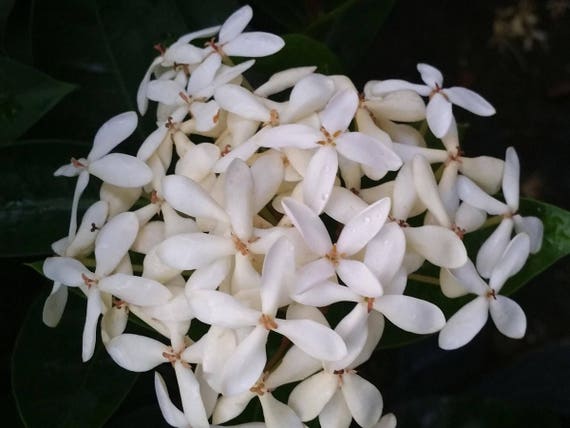 White Ixora Plant