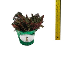 Fern RUBY RED SPIKEMOSS Plant Selaginella Unusual Cold Tolerant ...