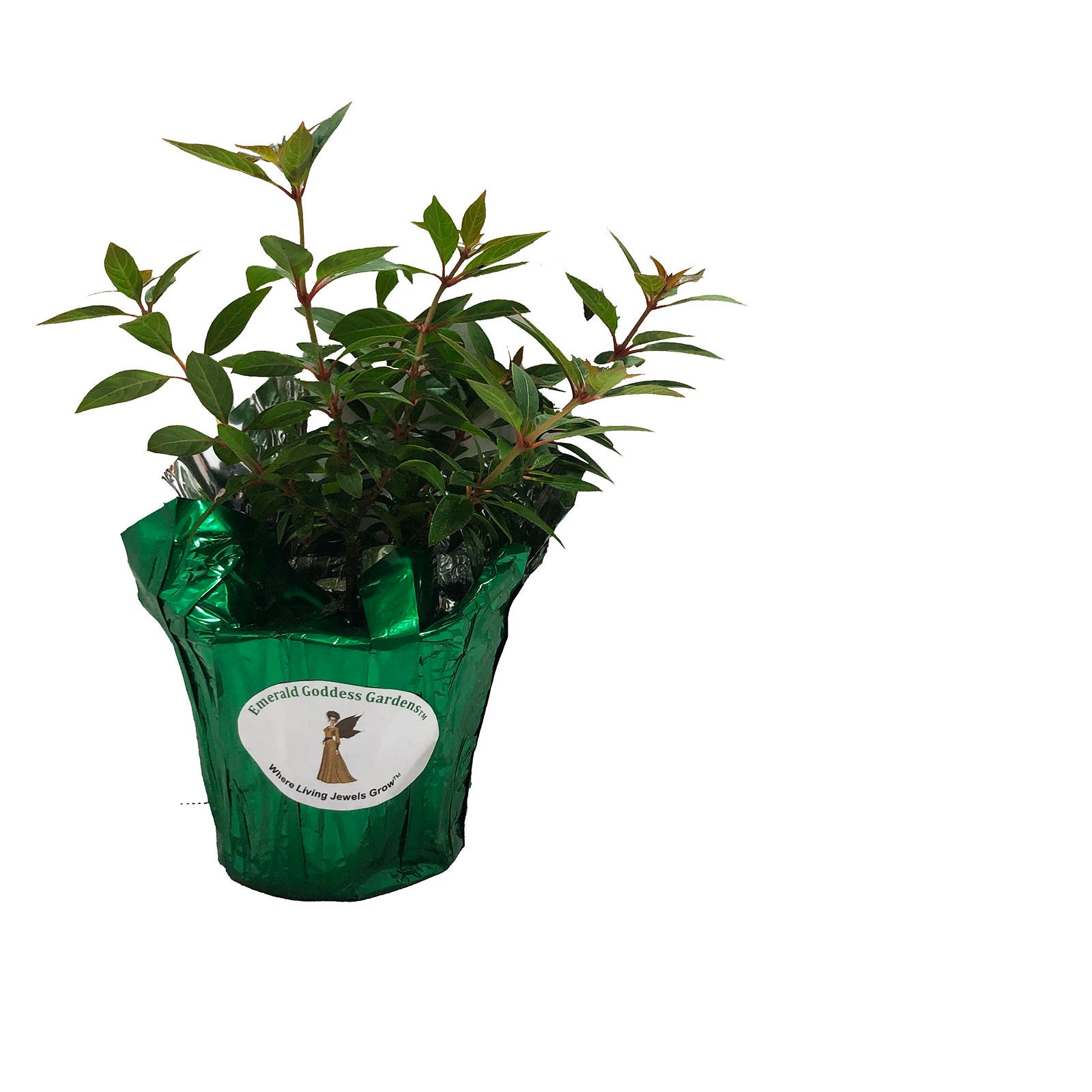 Firebush FIREFLY Dwarf Scarlet Red Shrub Live Plant Orange - Etsy