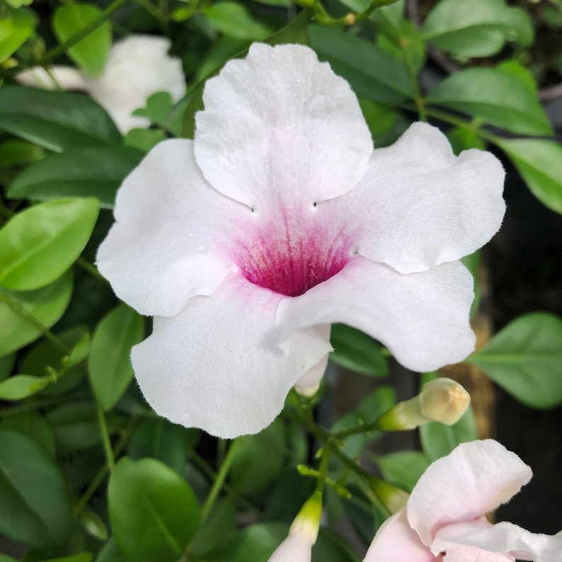 PANDORA Vine PINK Live Plant Pandorea Jasminoides Romantic - Etsy