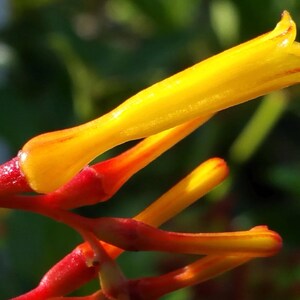 FIREBUSH Firefly Dwarf Scarlet Red Shrub Live Plant Orange Yellow ...