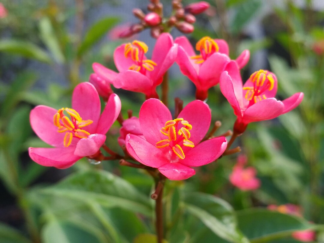 Jatropha Intergerima WATERMELON PINK Dwarf Tropical Tree Shrub Live ...