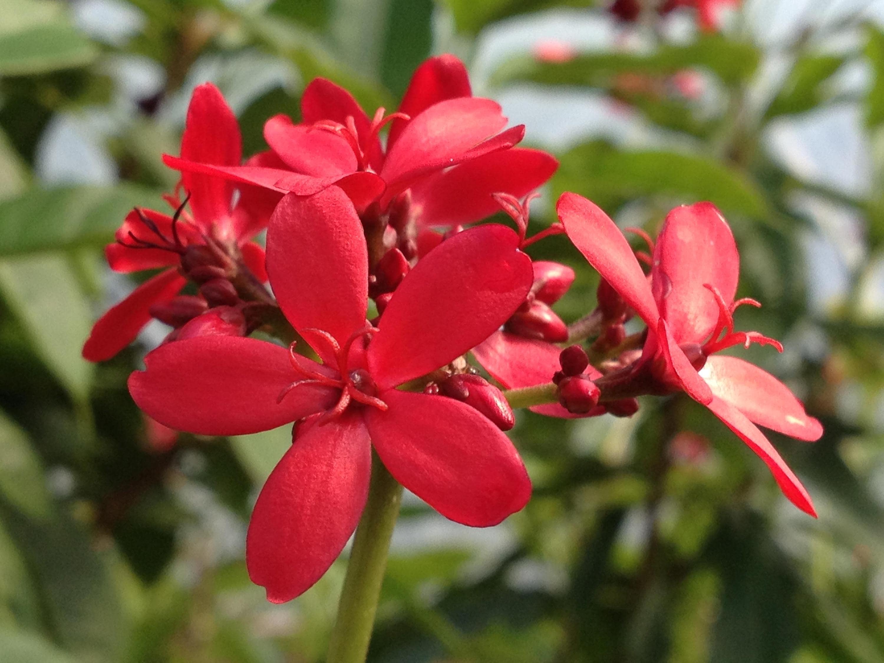 Red Dwarf Jatropha Live Floweringtree Plant Starter Size - Etsy