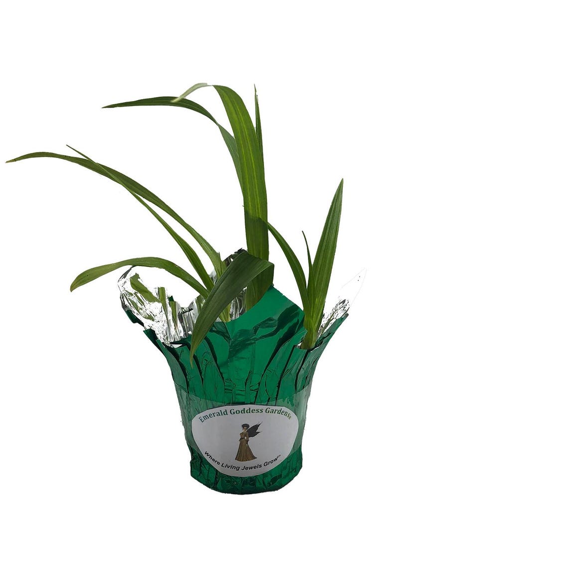 Bletilla Yokohama Kate Purple Ground Orchid Live Plant Lightly Fragrant ...