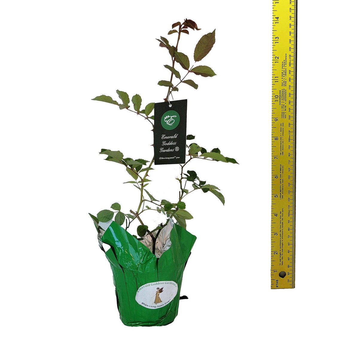 PROM QUEEN Old Garden Antique Own Root Climbing Rose Double - Etsy