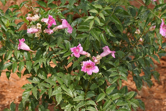 Queen Of Sheba Shrub
