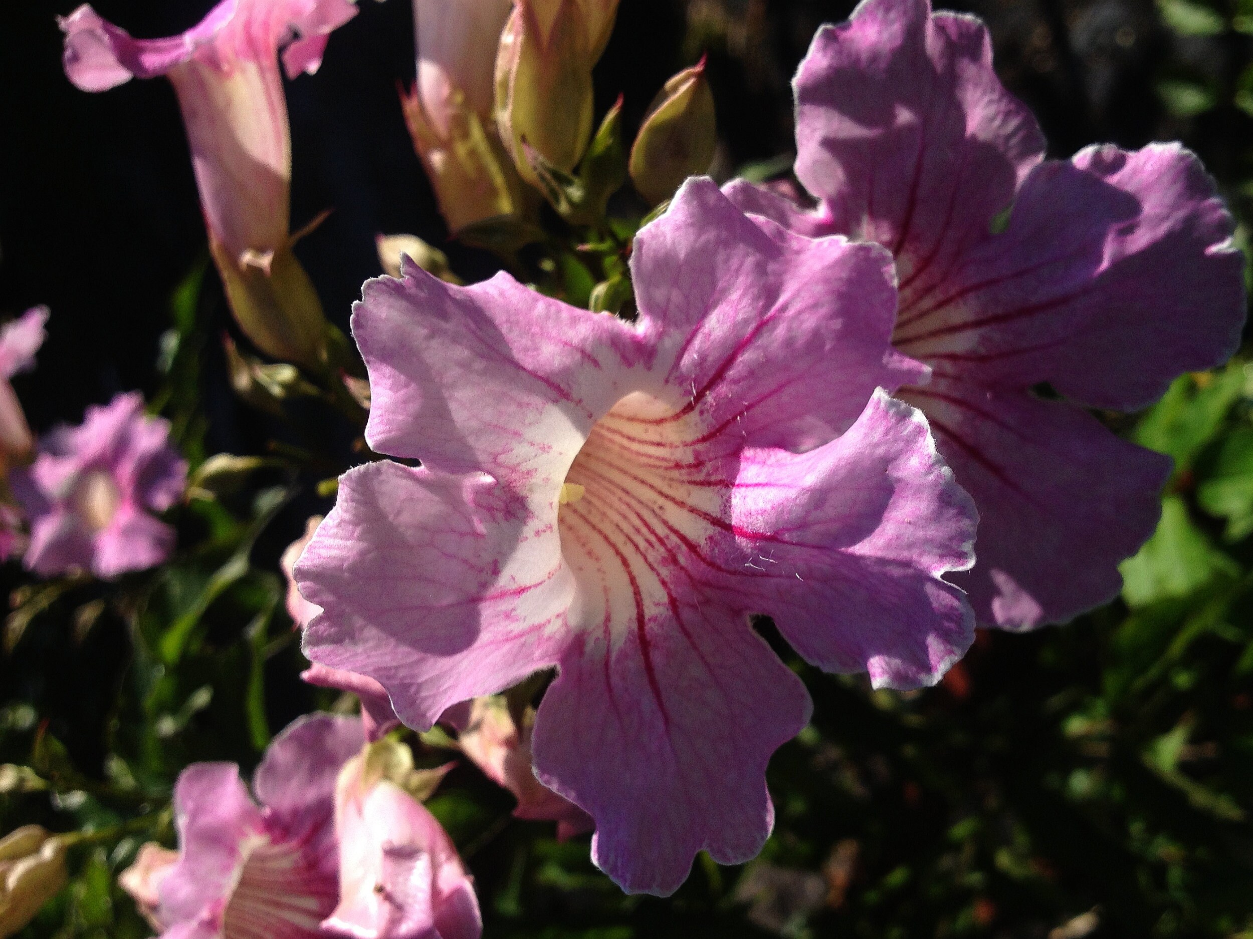 Queen Of Sheba Shrub