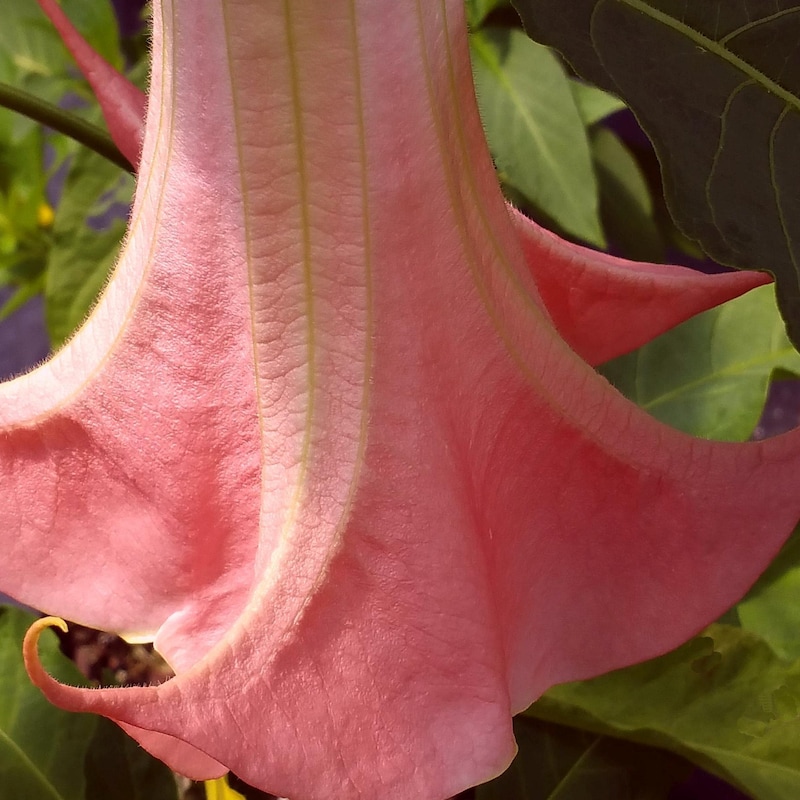 Painted Houses and Angels - Etsy