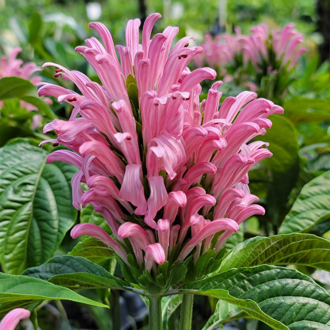 JUSTICIA PINK Brazilian Plume Jacobina Tropical Perennial Plant Flower ...