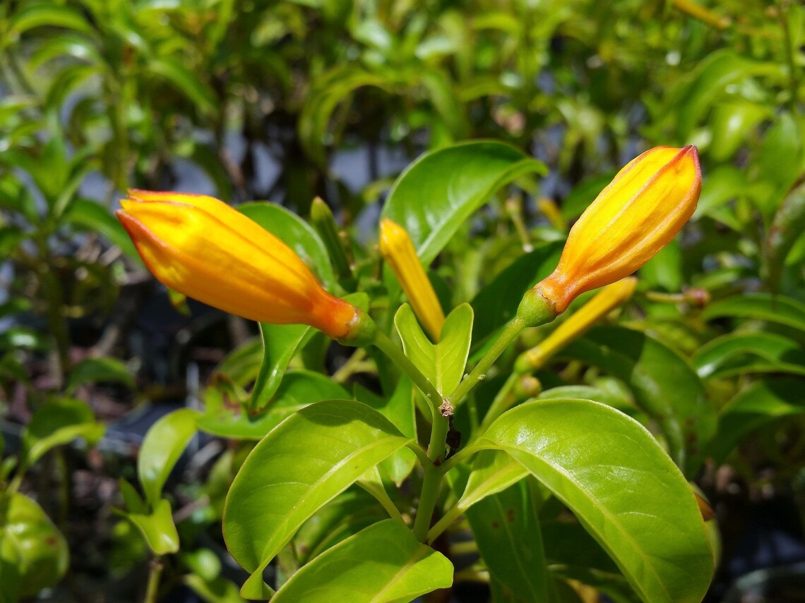 Bahama Firebush Yellow Orange Flower Attract Hummingbirds Butterflies ...