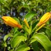 Bahama Firebush Yellow Orange Flower Attract Hummingbirds Butterflies ...