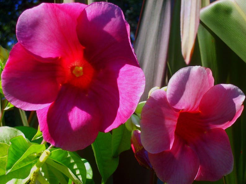 Allamanda Vine Live Semi Tropical Plant Cherry Jubilee - Etsy