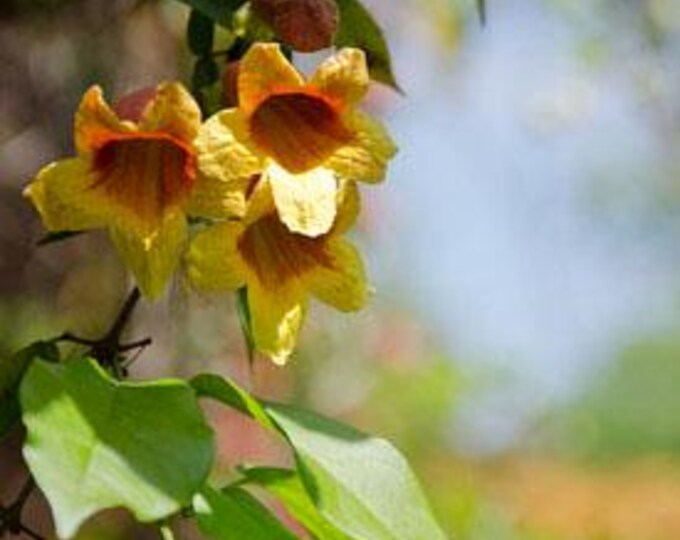 Crossvine Bignonia YELLOW Live Vine Plant Fast Growing Vibrant Trumpet ...