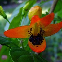 Bahama Firebush Yellow Orange Flower Attract Hummingbirds Butterflies ...