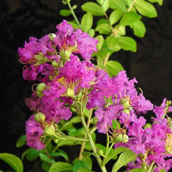 Purple Crepe Myrtle Tree - Etsy