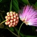 Powder Puff Pink SURINAM Tree Live Plant Rose Cascade Calliandra ...