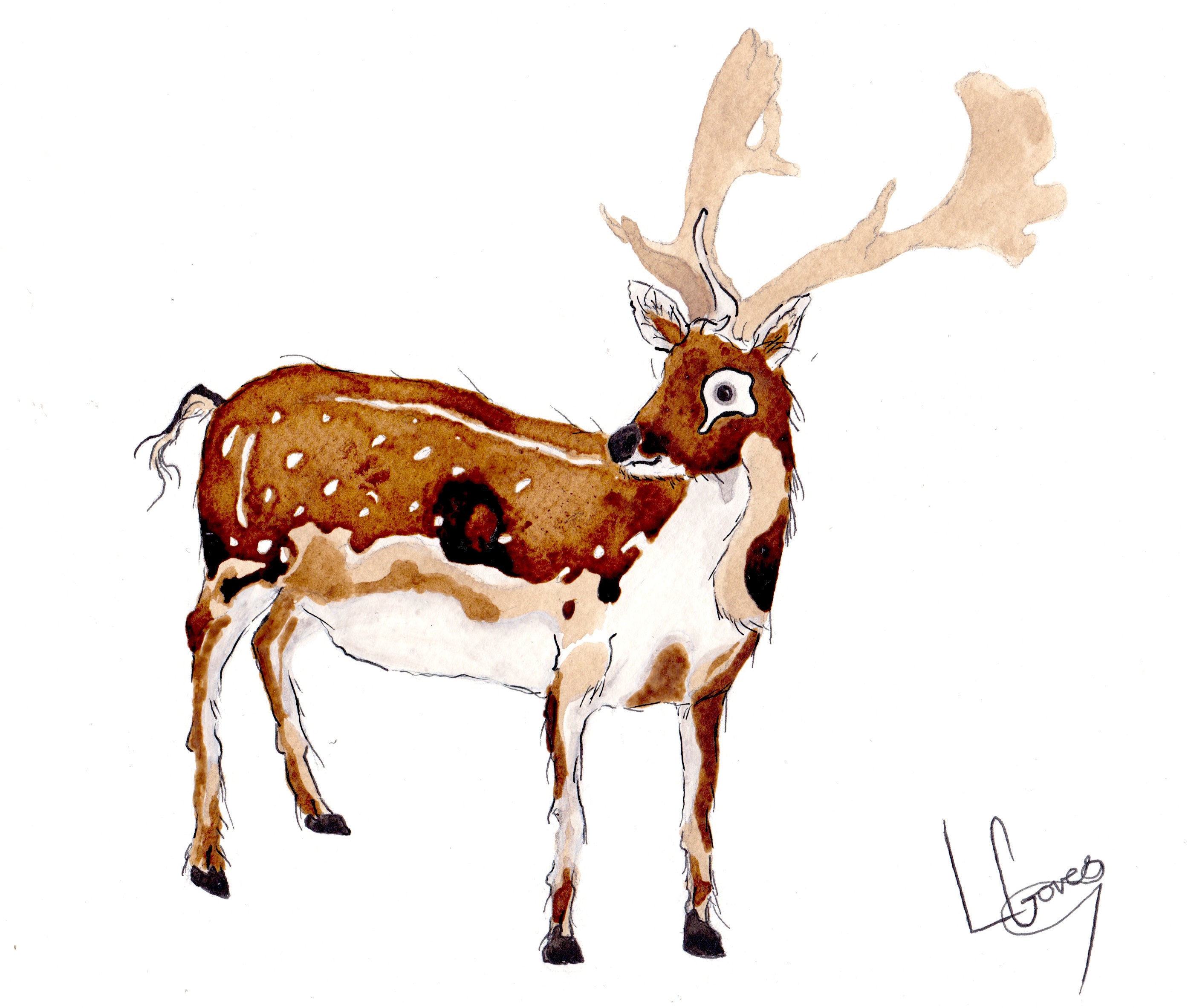 Spotted Deer Drawing