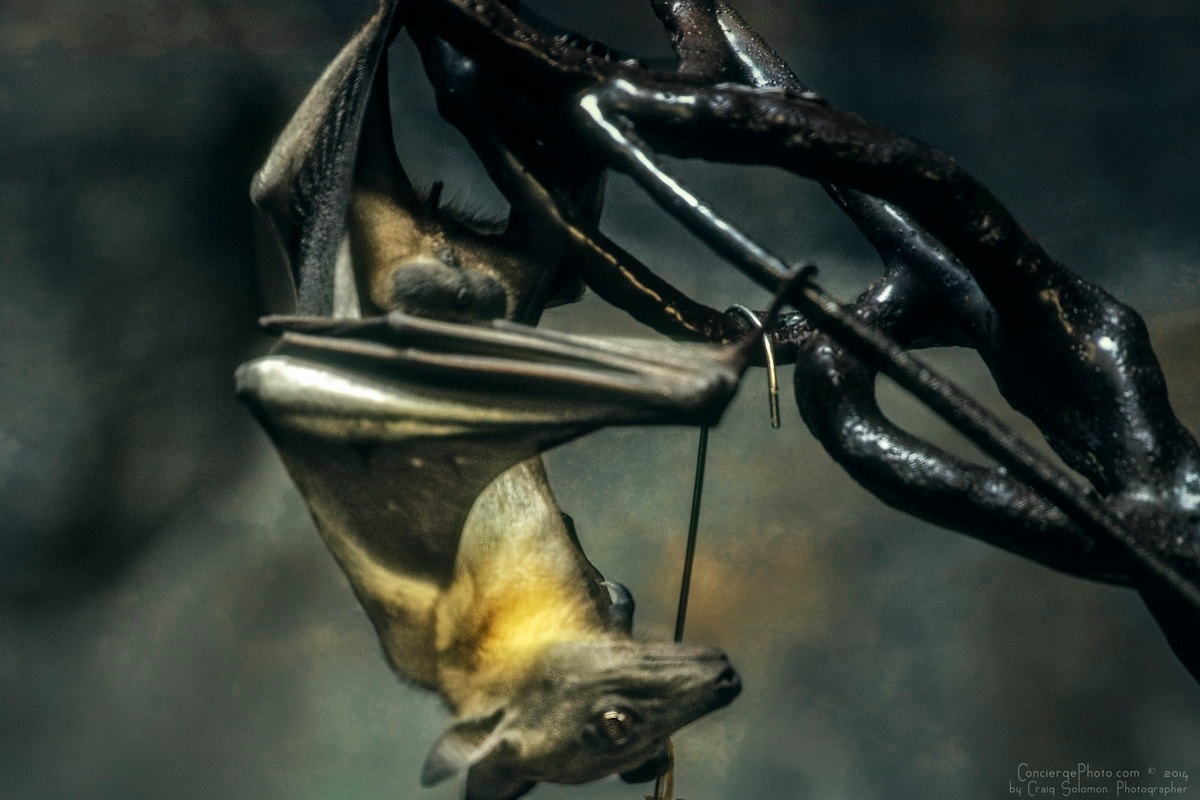 Male Fruit Bat