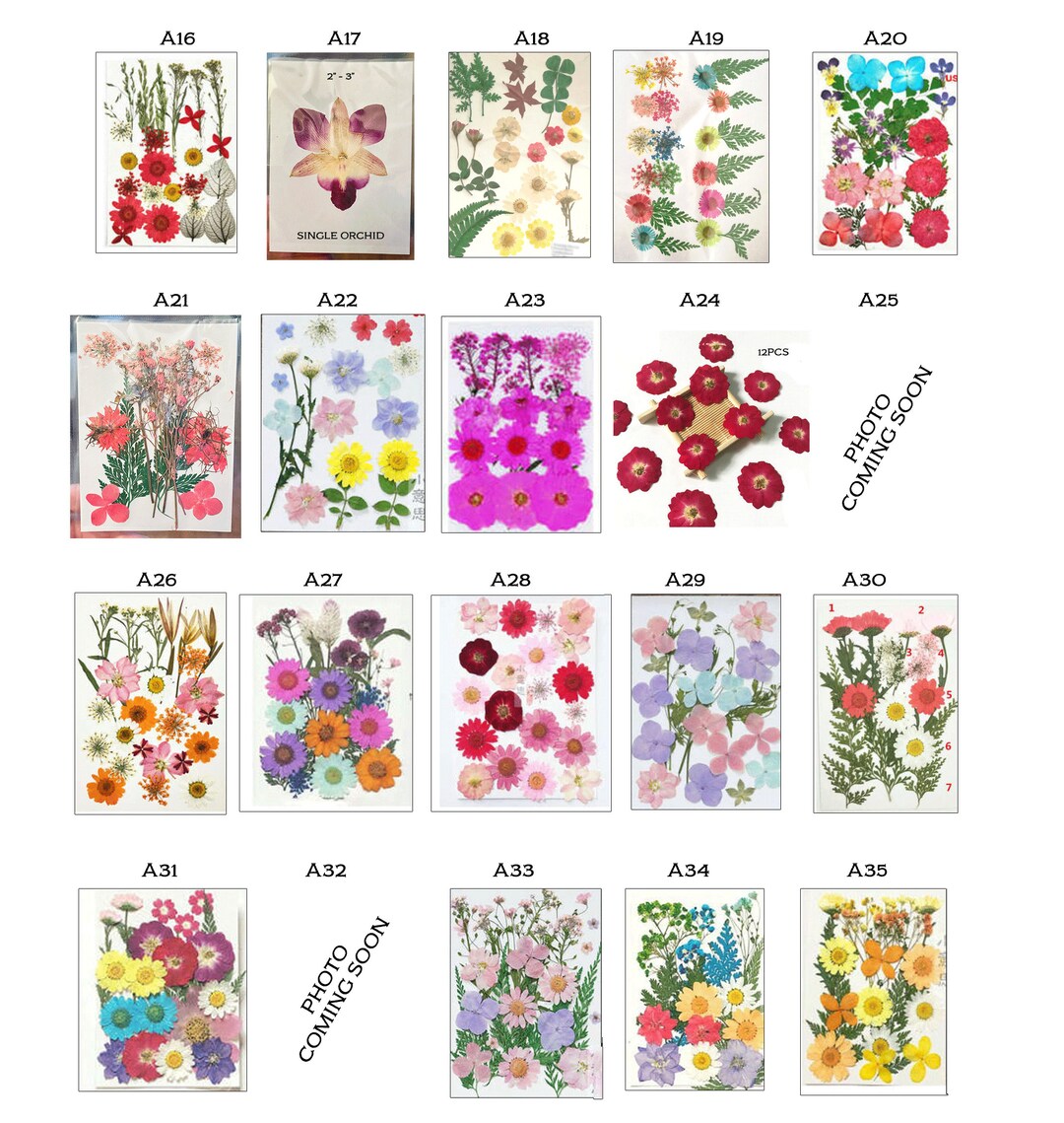 Dried Flat Flower Packs, Pressed Flowers Lot, Mixed Set, Pink Purple ...