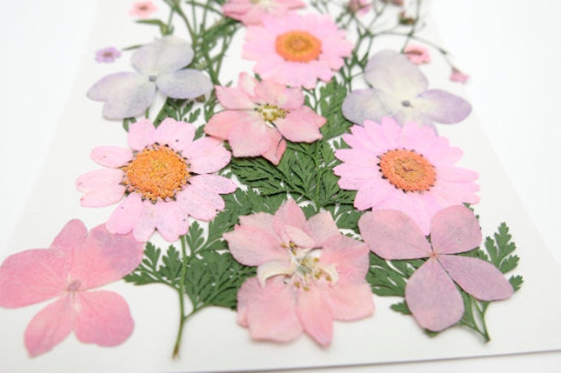 Dried Flat Flower Packs Pressed Flowers Lot Mixed Set Pink | Etsy